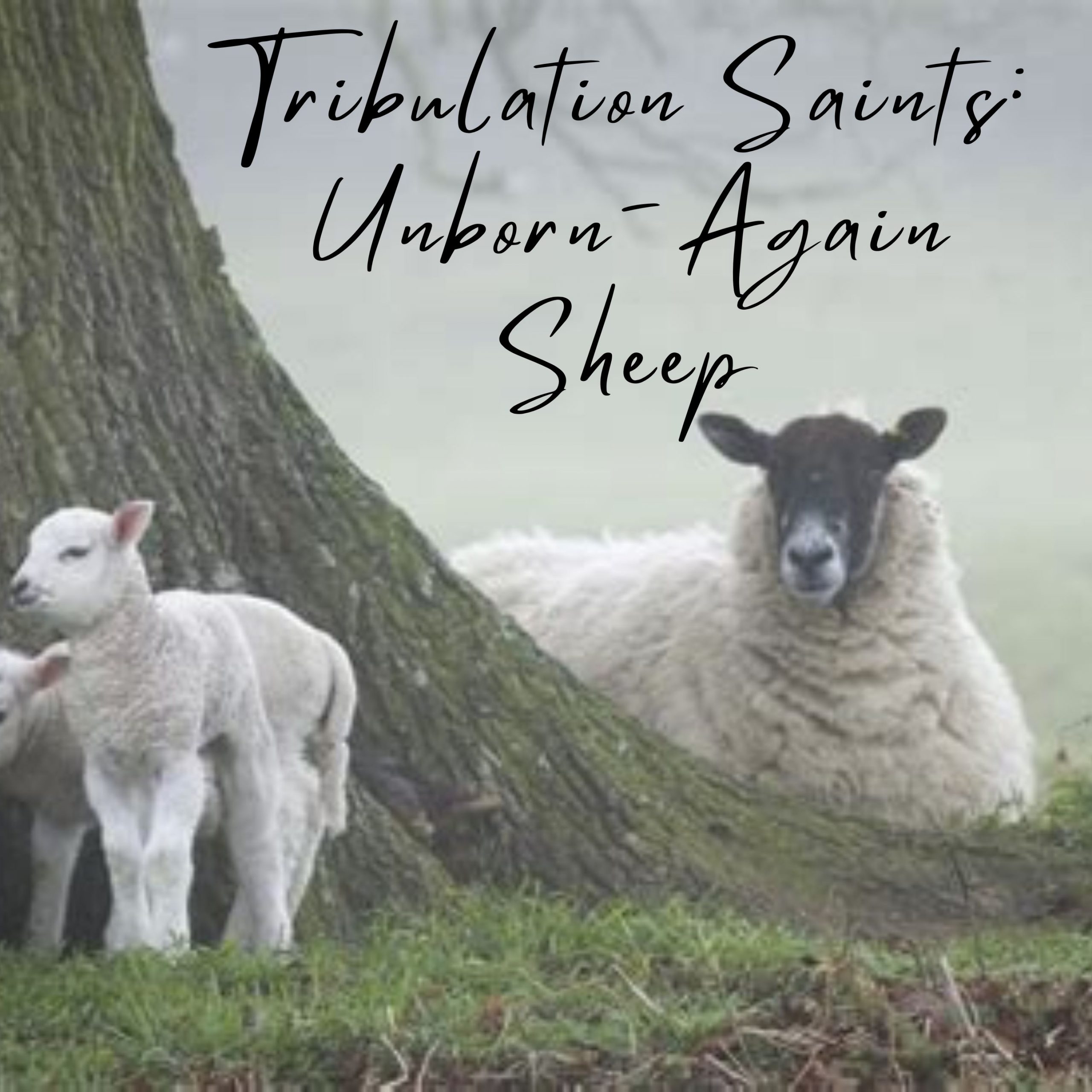 Tribulation Saints: Unborn-Again Sheep | Lisa Heaton