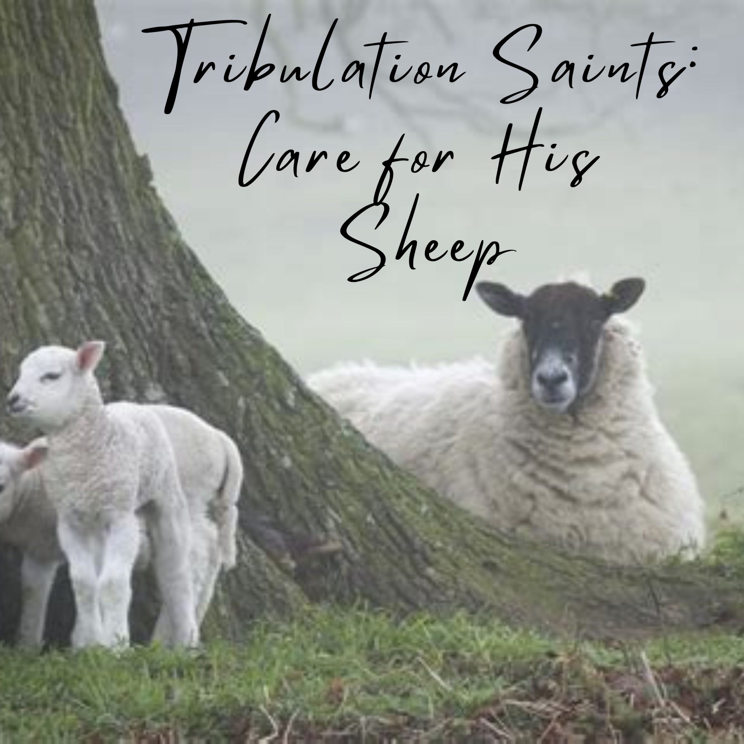 Tribulation Saints: Care for His Sheep | Lisa Heaton